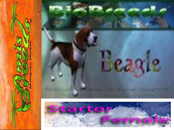 Second Life Marketplace - BB Beagle Box Female